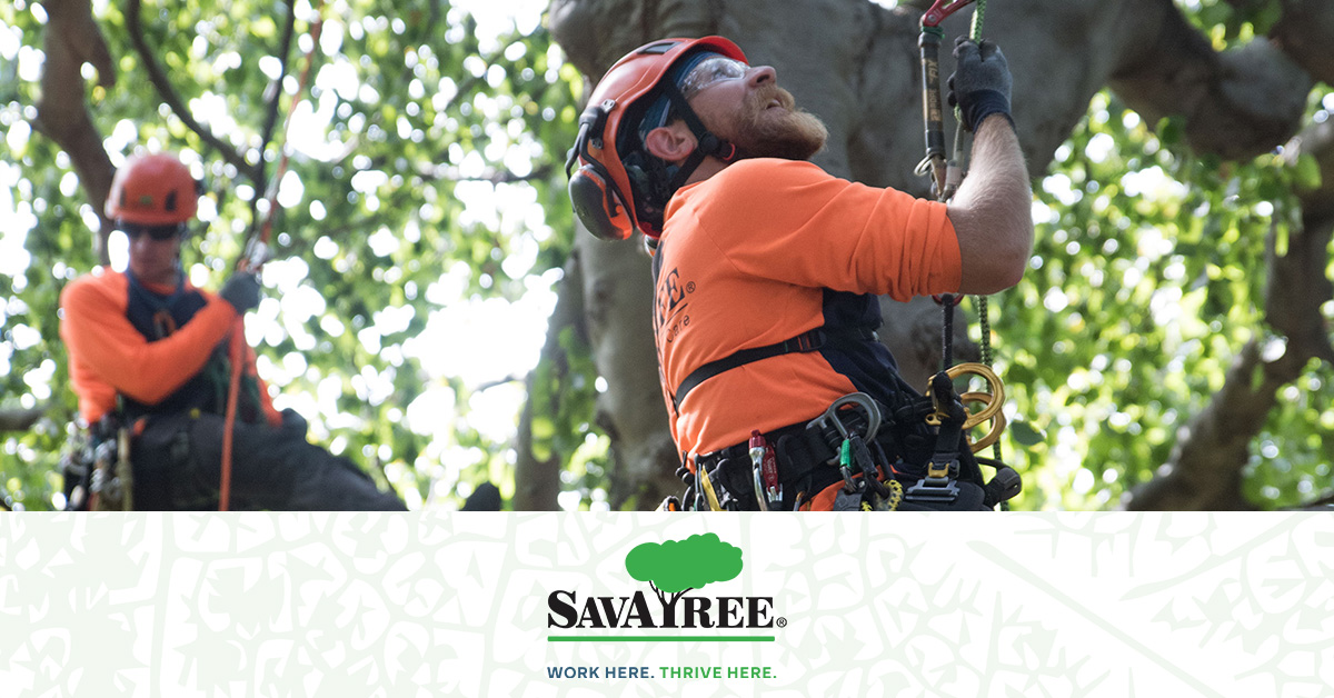 Lawn Care and Landscaping in Ohio | SavATree Careers